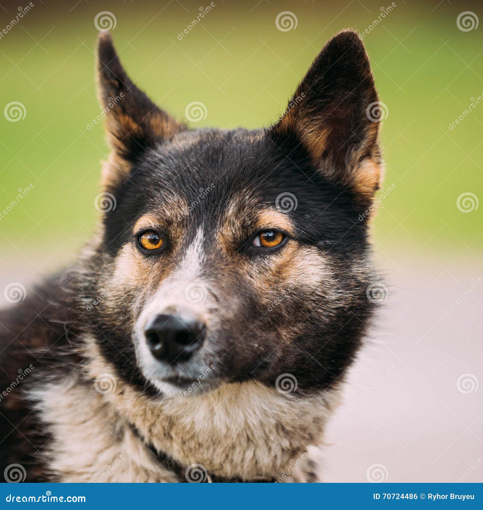 Portrait of Medium Size Mixed Breed Dog Stock Photo - Image of ...