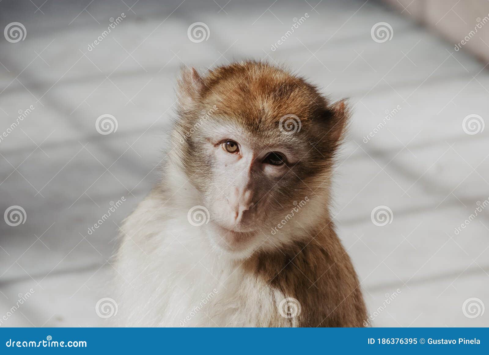Portrait of a Monkey, Looking at the Camera Stock Image - Image of ...