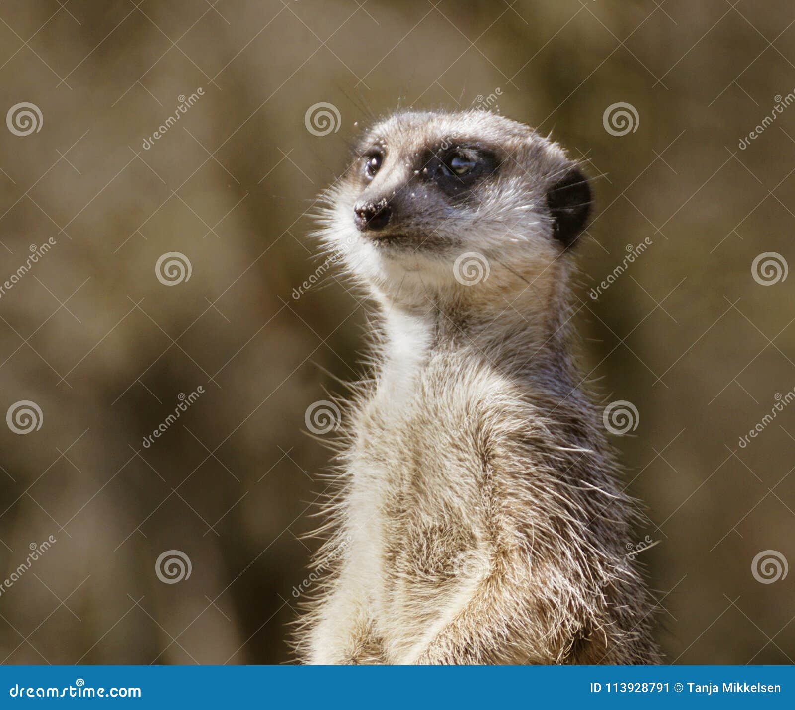 Portrait of meerkat stock image. Image of outdoors, body - 113928791