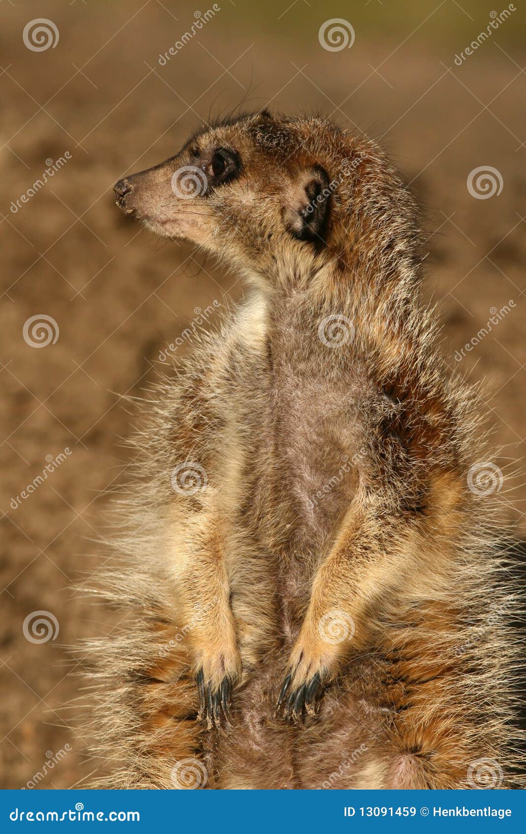 Meerkat Showing Teeth Royalty-Free Stock Photography | CartoonDealer ...