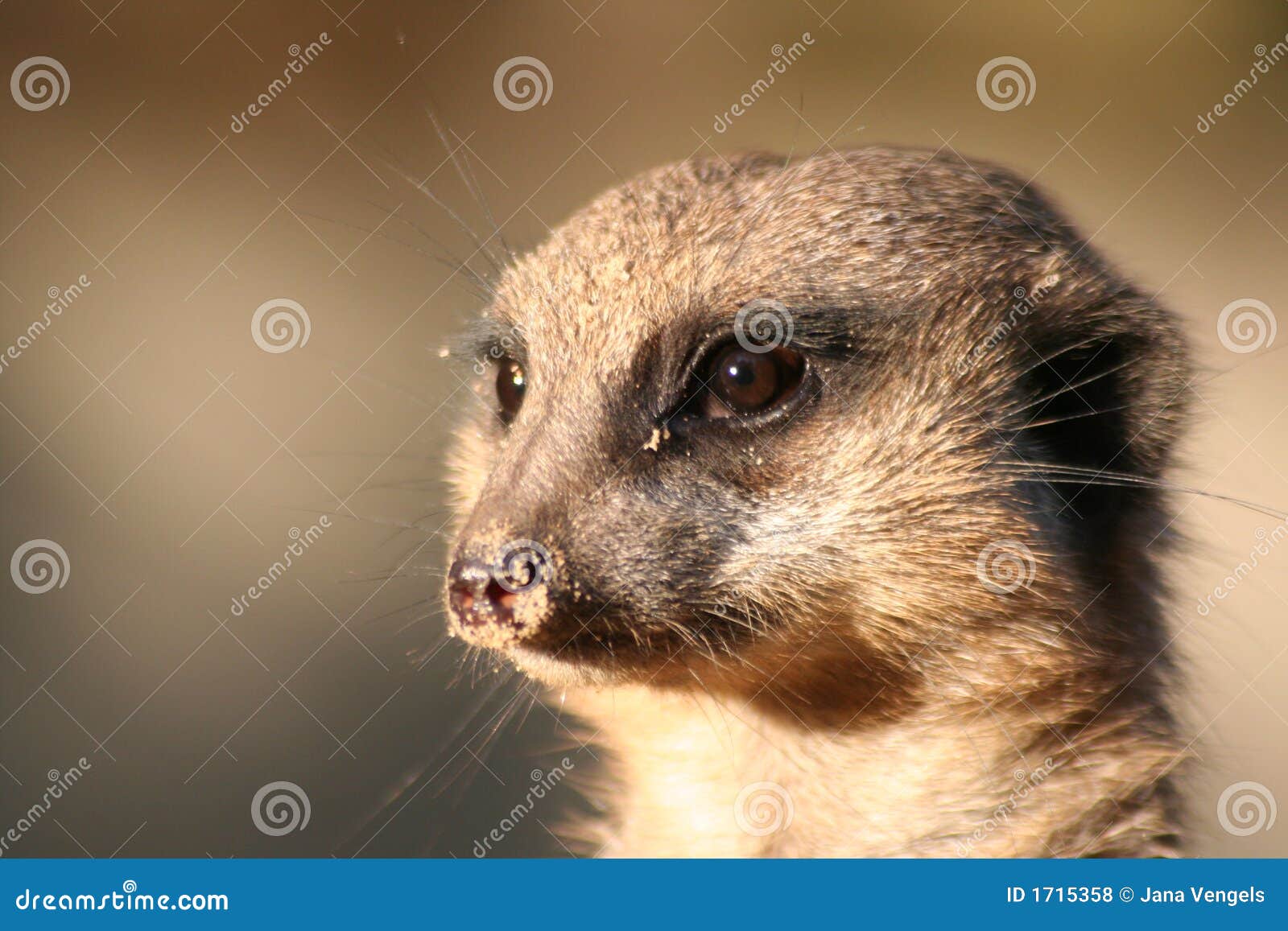 Portrait of a meerkat stock photo. Image of south, carnivore - 1715358