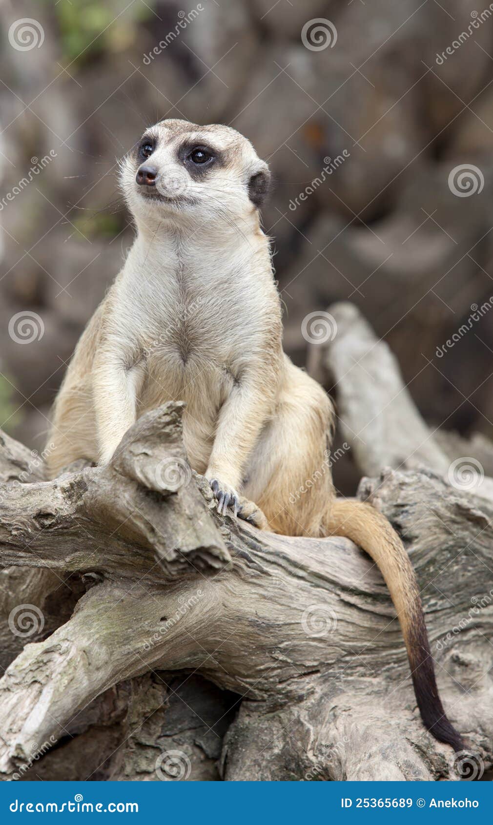 Portrait of meerkat stock image. Image of baby, mammal - 25365689
