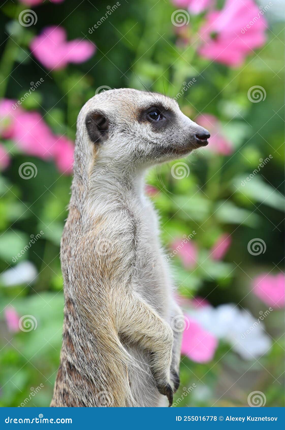 Portrait of a Meerkat in a Natural Environment in Summer Stock Photo ...