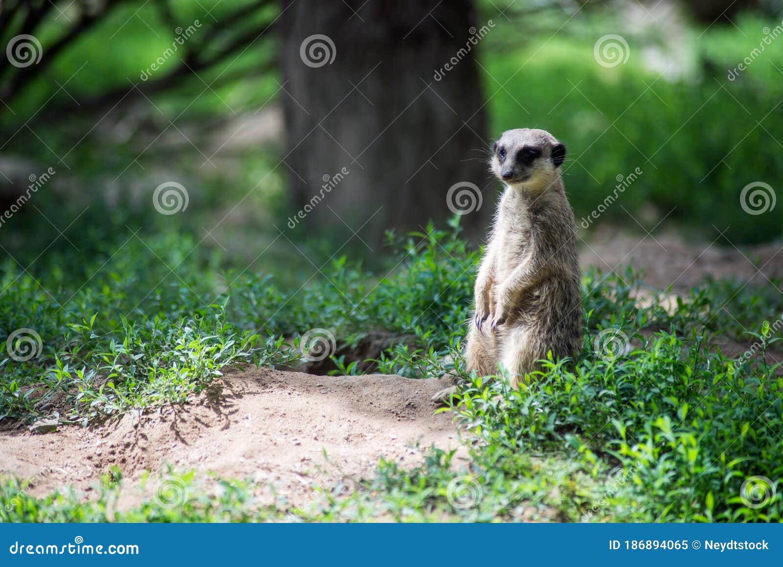 Meerkat Standing on the Land Stock Image - Image of land, ecology ...