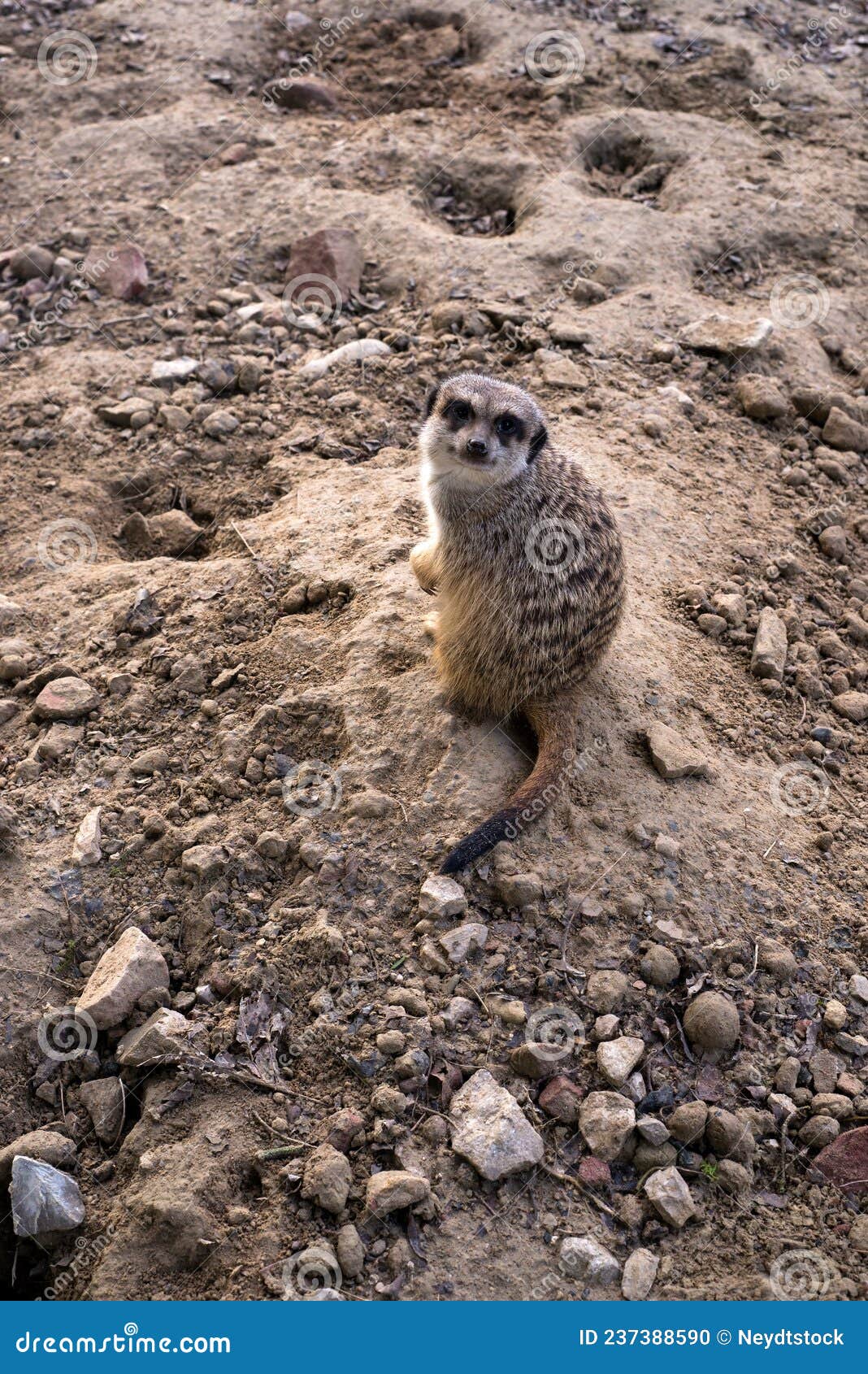 Meerkat Standing on the Land Stock Photo - Image of alert, african ...