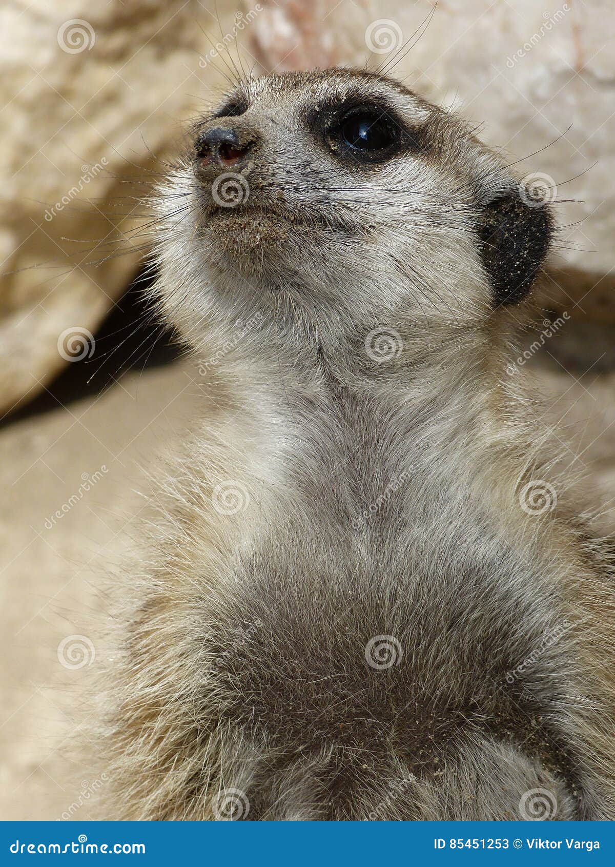 Portrait of meerkat stock image. Image of standing, desert - 85451253