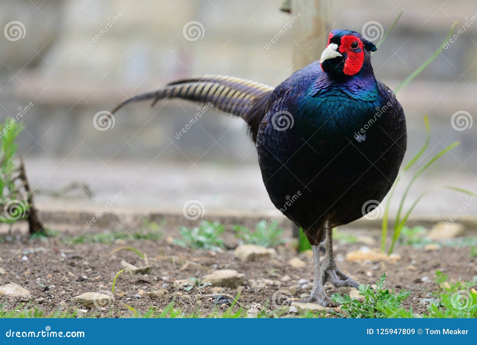Melanistic mutant pheasant stock image. Image of horizontal - 125947809