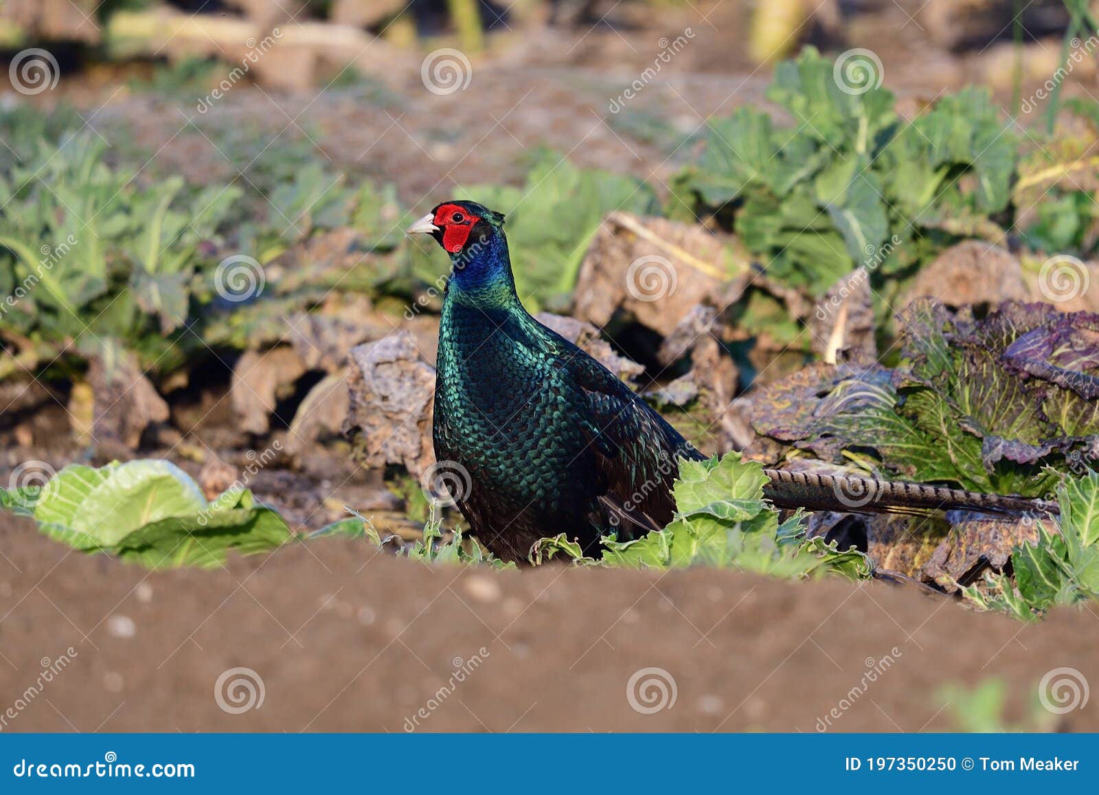Melanistic pheasant stock photo. Image of horizontal - 197350250