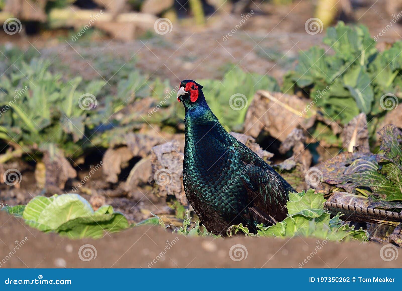 Melanistic pheasant stock photo. Image of selective - 197350262