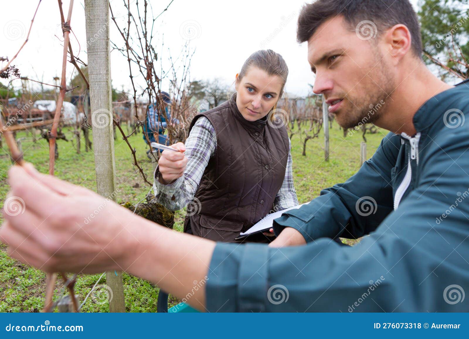 Portrait Man Pruning Vineyard Stock Photo - Image of procedure, nature ...