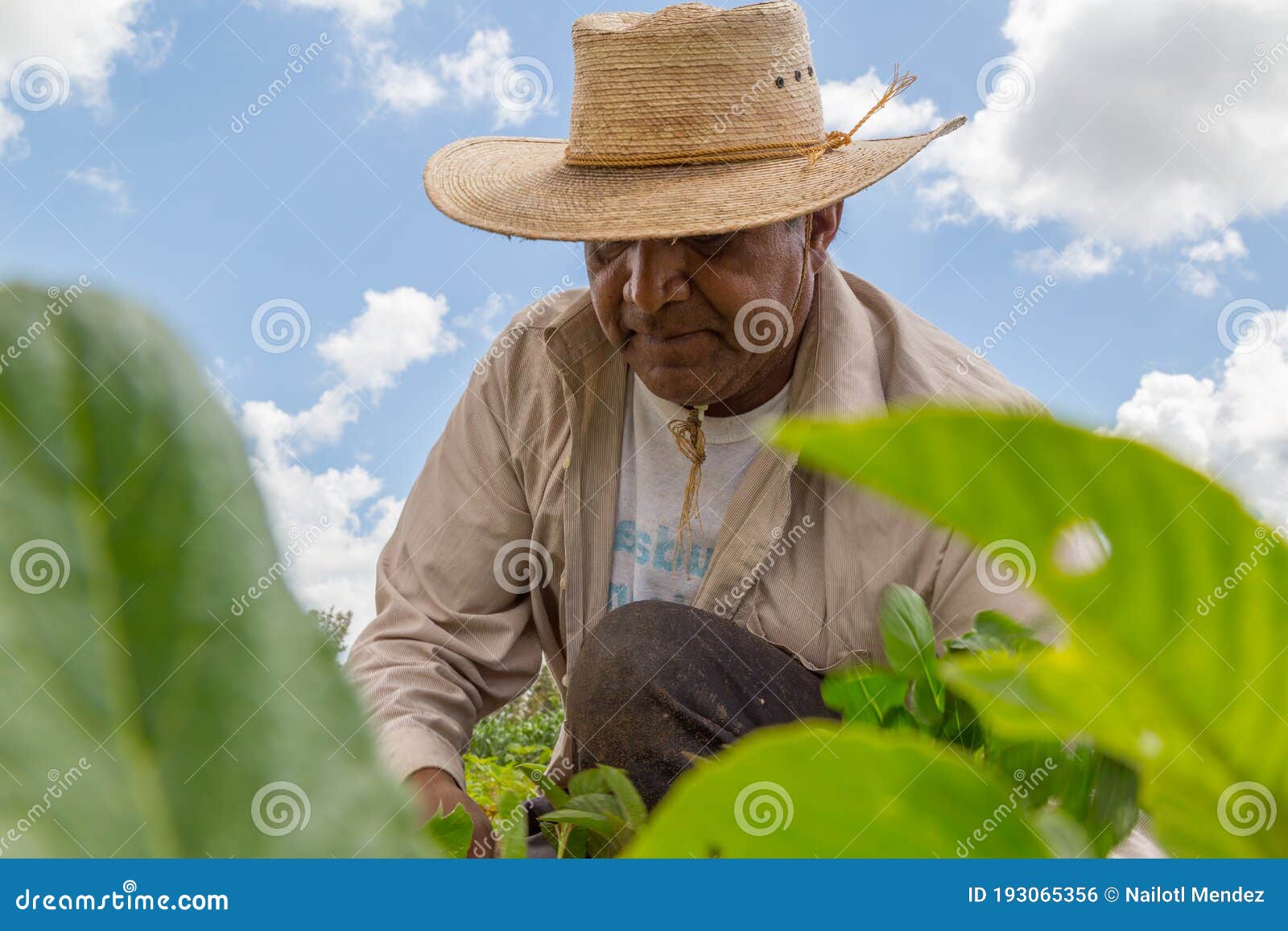 Portrait of a Mexican Farmer Cultivating Amaranth Stock Photo - Image ...