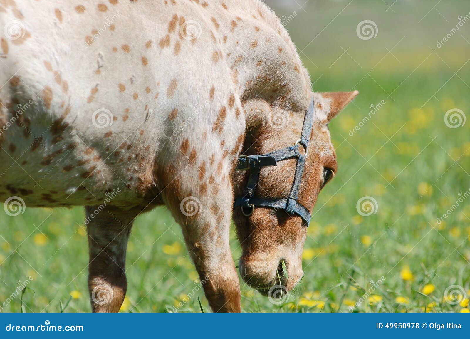 Portrait of Mini Appaloosa Pony in the Pasture Stock Photo - Image of ...
