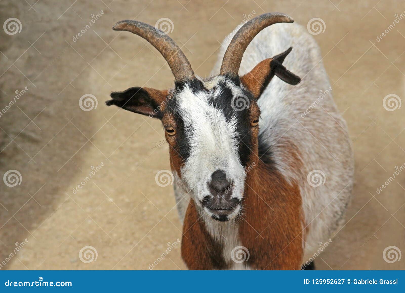 Portrait of a Miniature Goat Stock Image - Image of dwarf, aegagrus ...