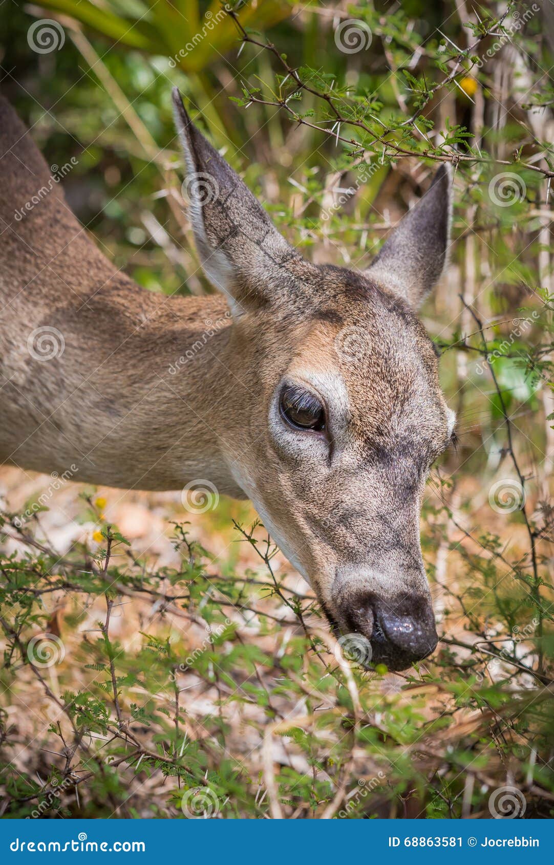 Portrait of Miniature Key Deer Stock Image - Image of virginianus ...