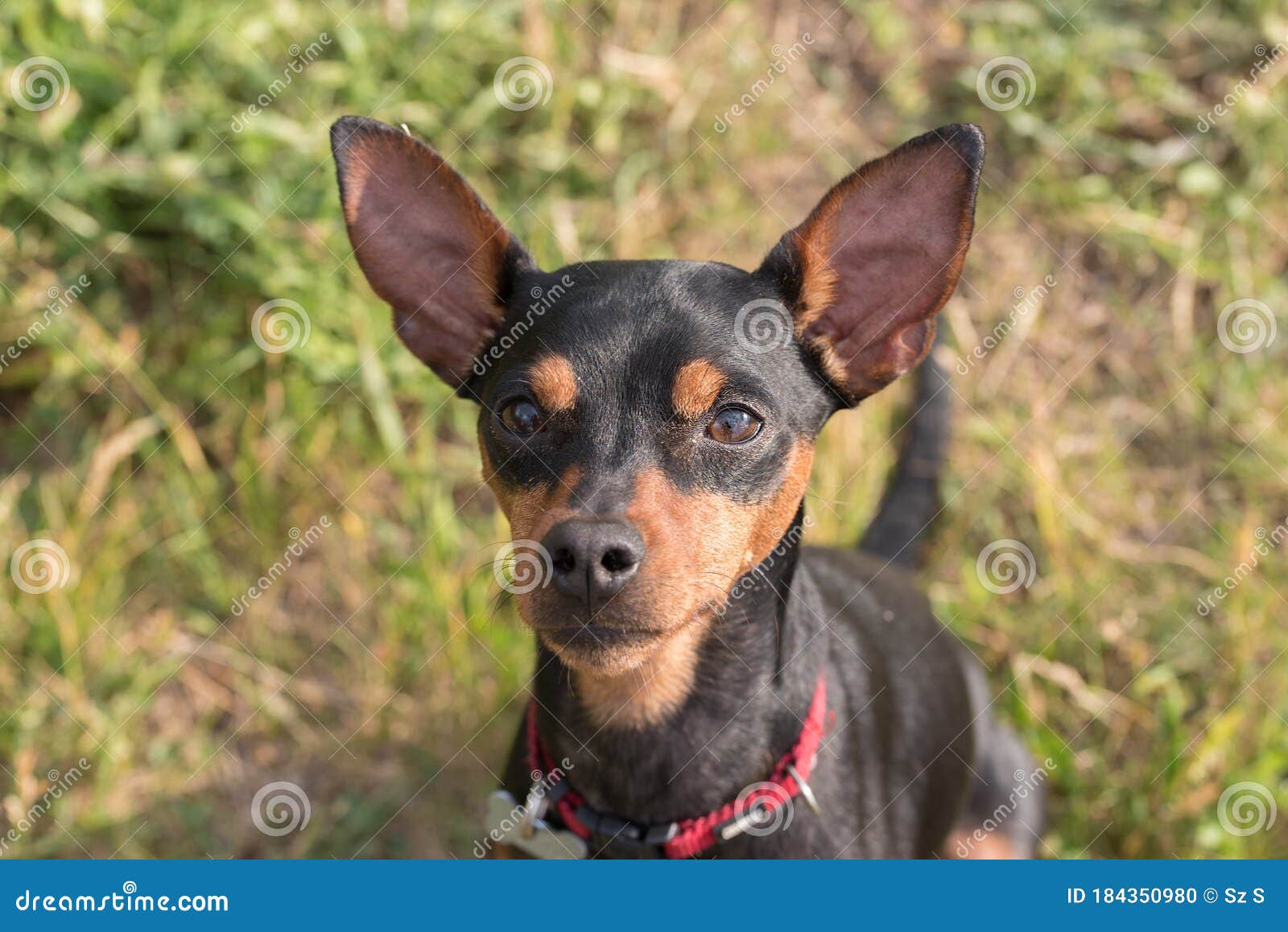 Portrait of a Miniature Pinscher Stock Photo - Image of female ...