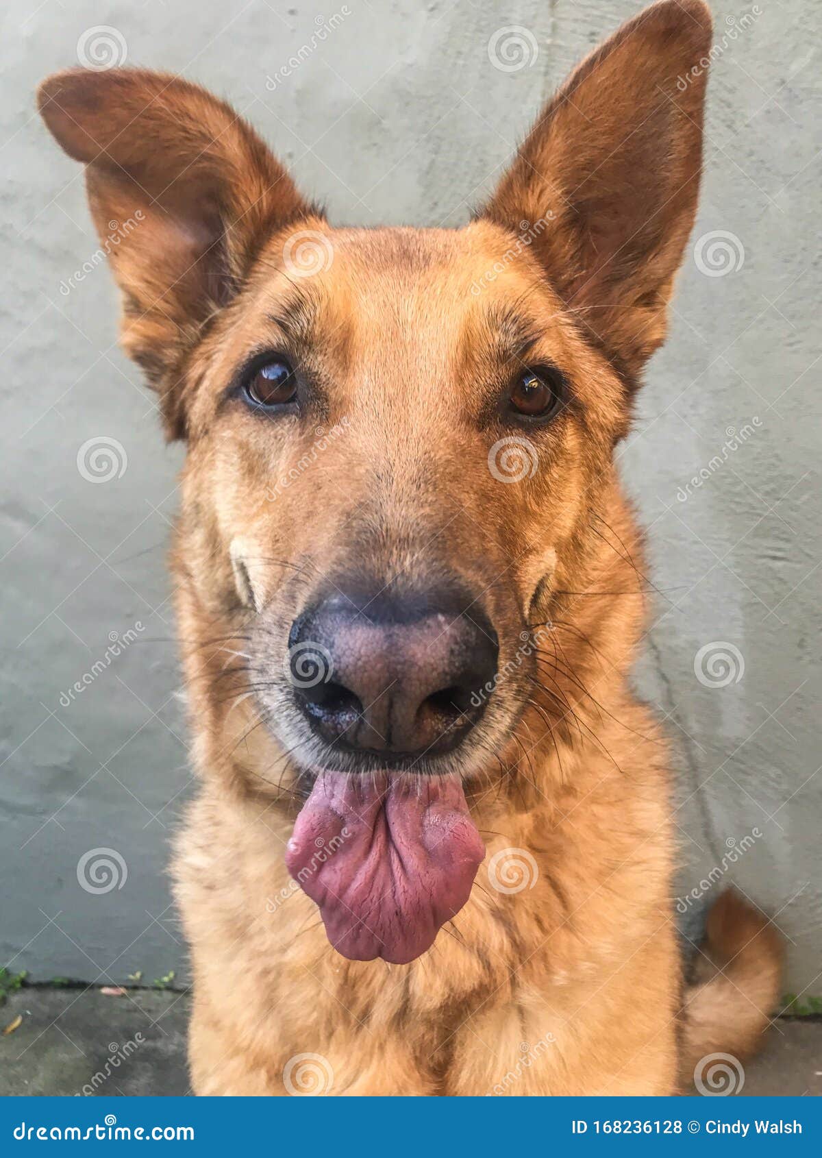 German Shepherd mix stock photo. Image of german, panting - 168236128