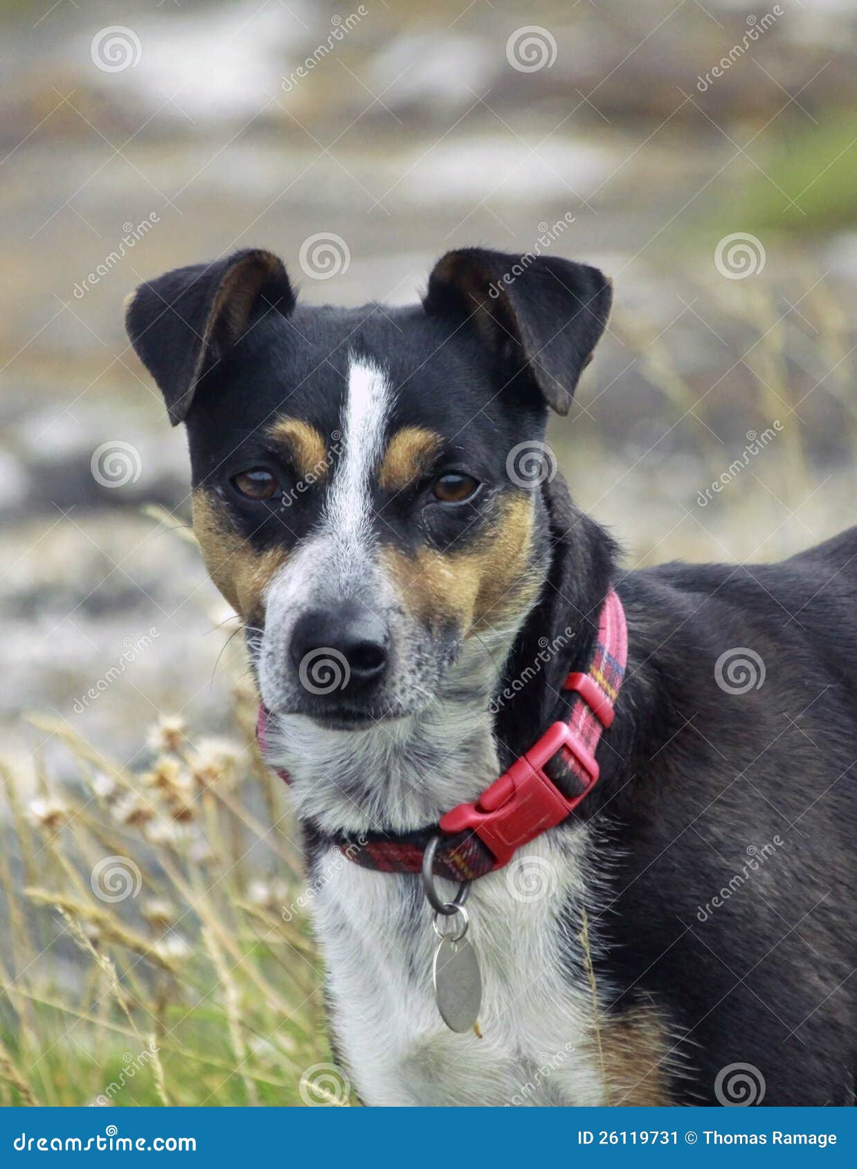 Portrait of mongrel dog stock image. Image of white, guard - 26119731