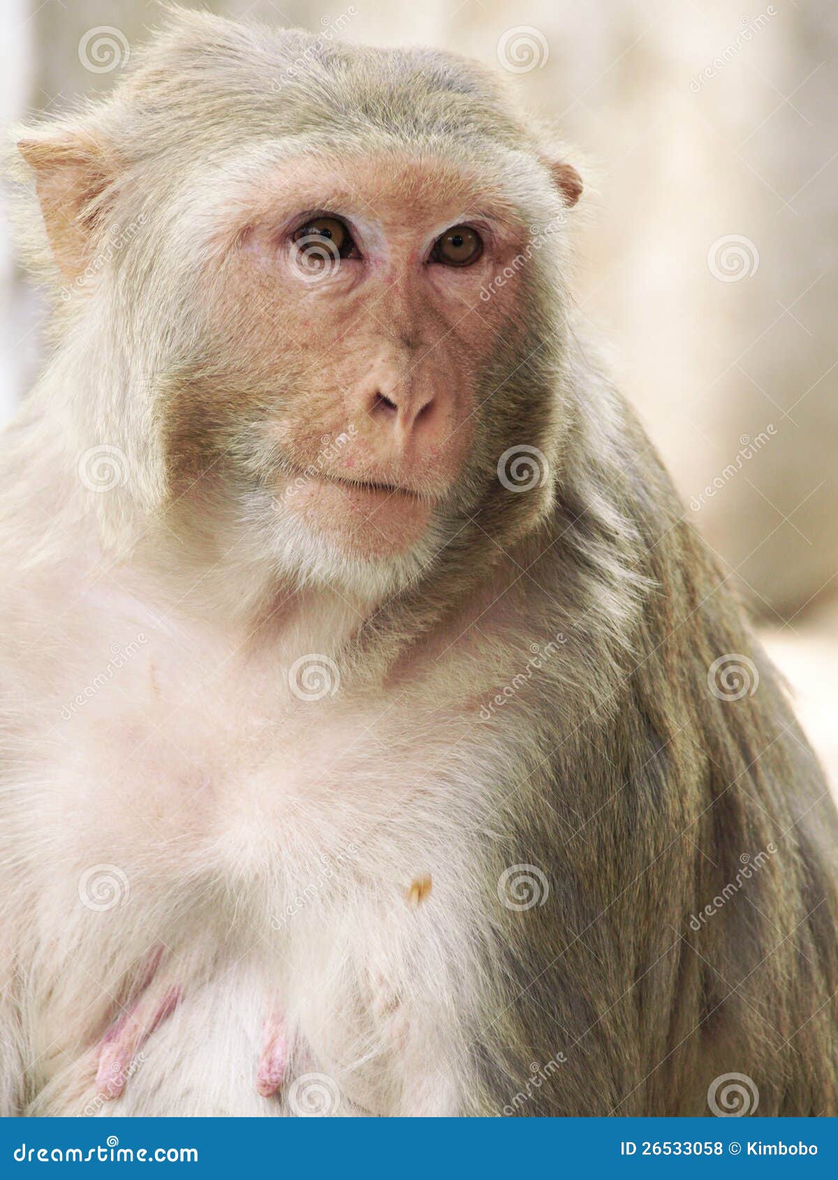 Portrait of monkey stock photo. Image of outdoor, daytime - 26533058