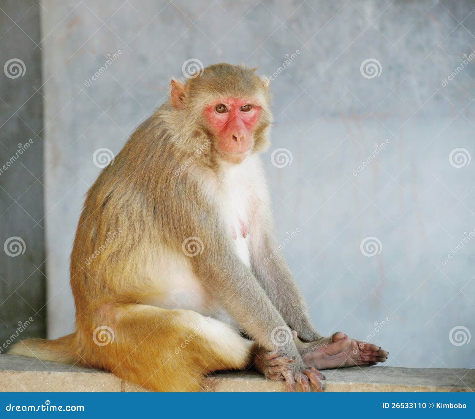 Portrait of monkey stock photo. Image of monkey, wild - 26533110