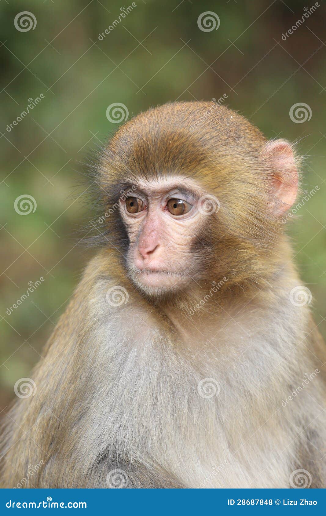Portrait of monkey stock photo. Image of brown, young - 28687848