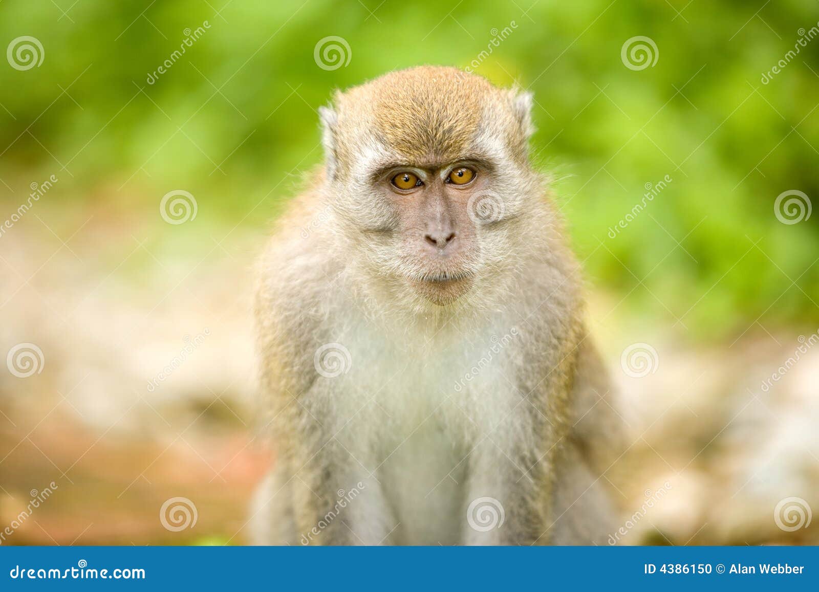 Portrait of a monkey stock photo. Image of green, nature - 4386150
