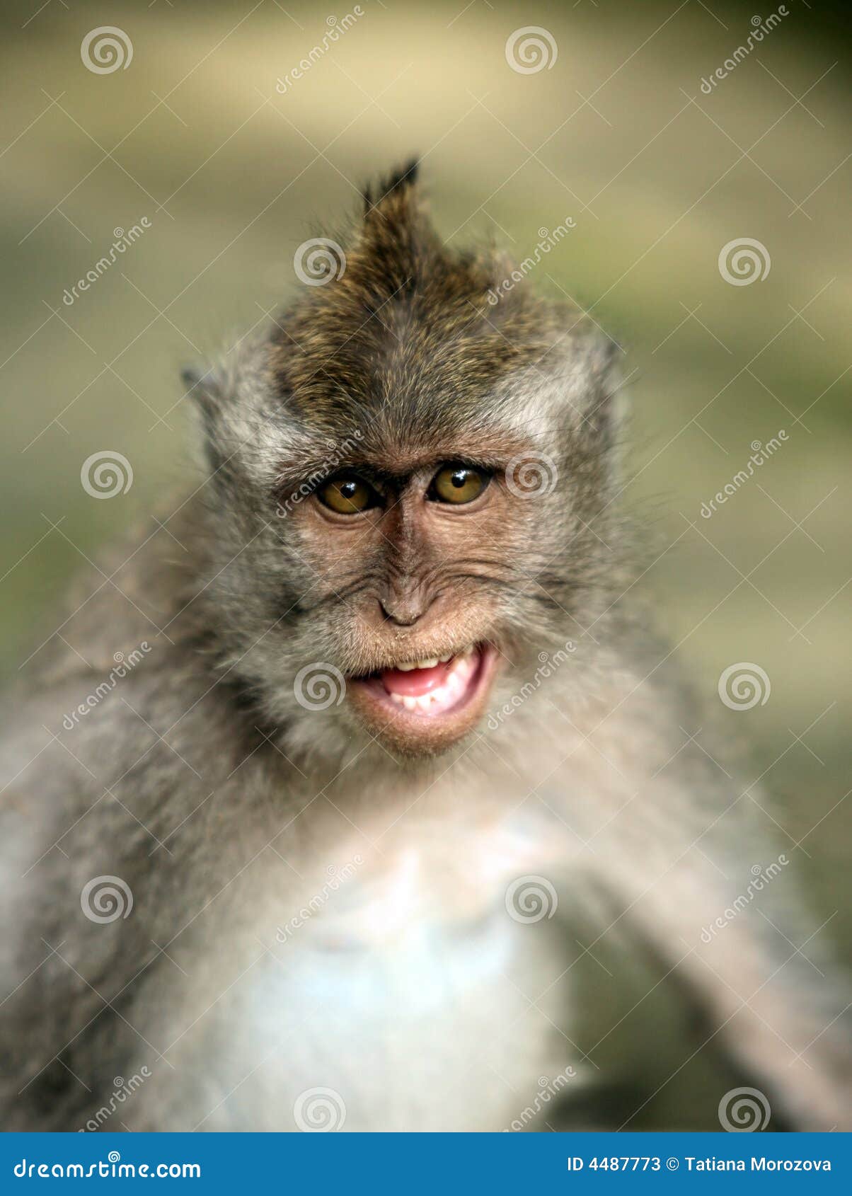 Portrait of the monkey stock image. Image of sitting, animal - 4487773