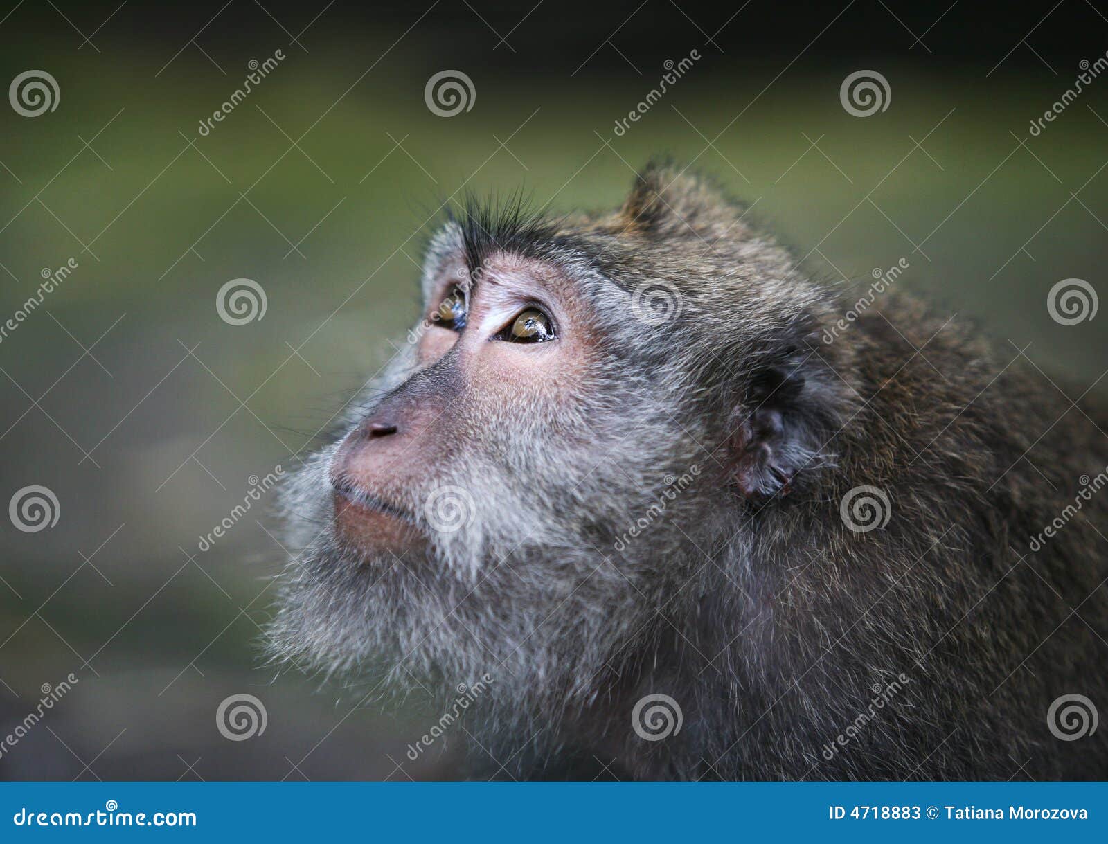 Portrait of the monkey stock image. Image of grimace, posing - 4718883