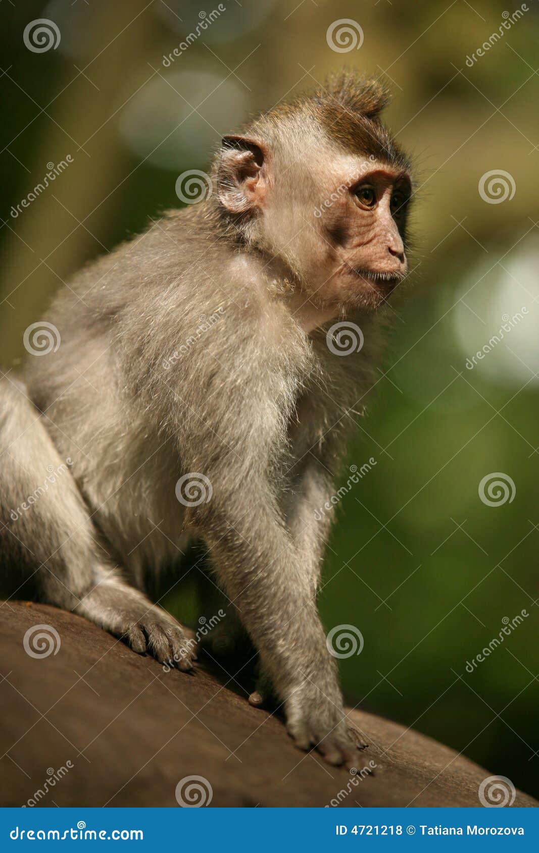 Portrait of the monkey stock photo. Image of portrait - 4721218