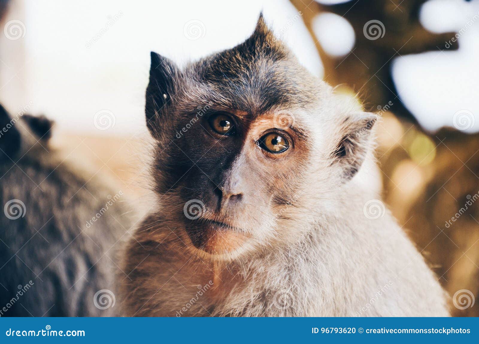 Portrait Of Monkey Picture. Image: 96793620