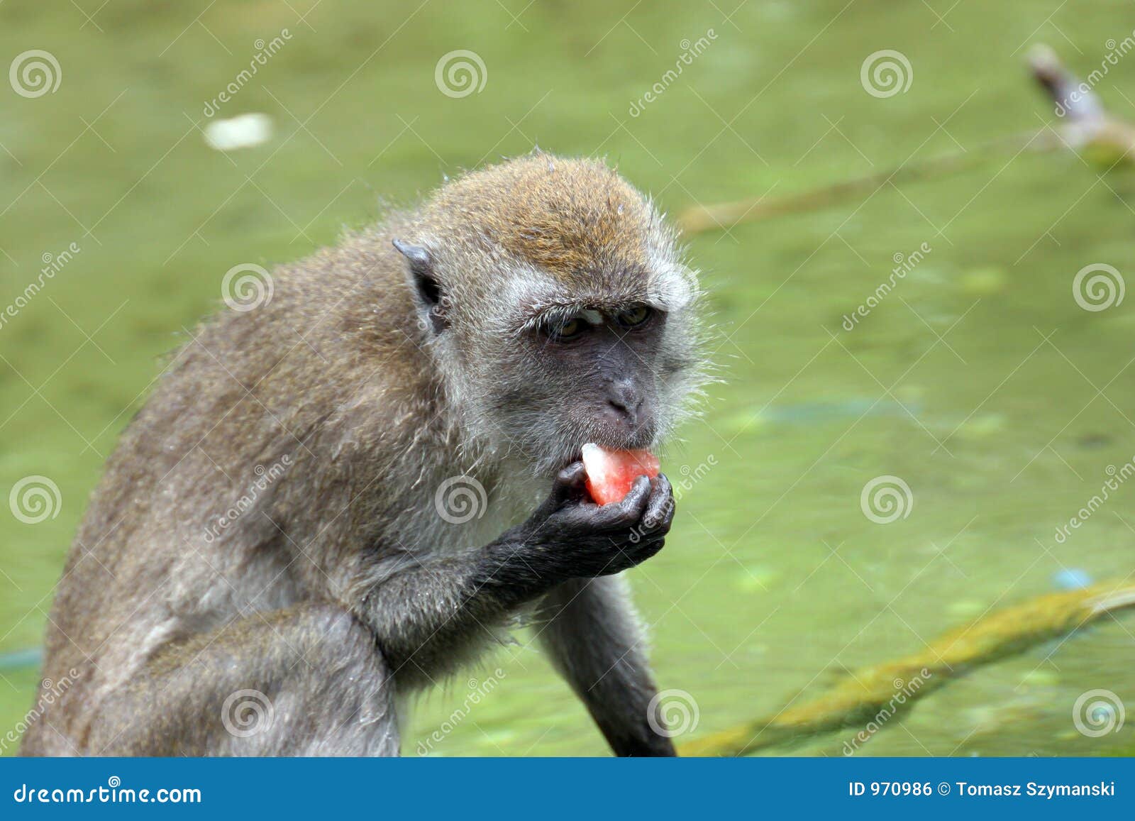 Portrait of monkey stock photo. Image of friendly, portrait - 970986