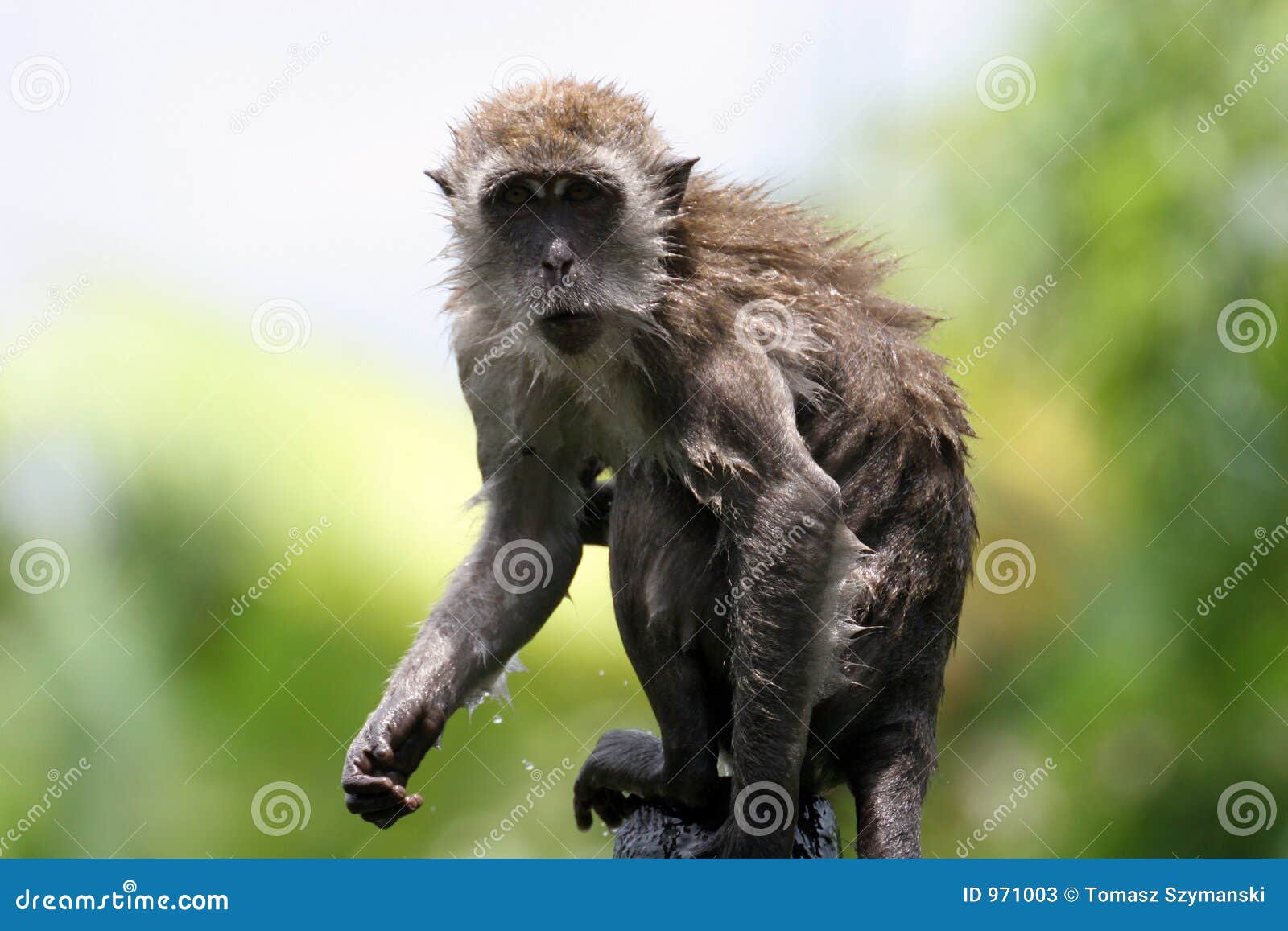 Portrait of monkey stock image. Image of kind, apes, preservation - 971003
