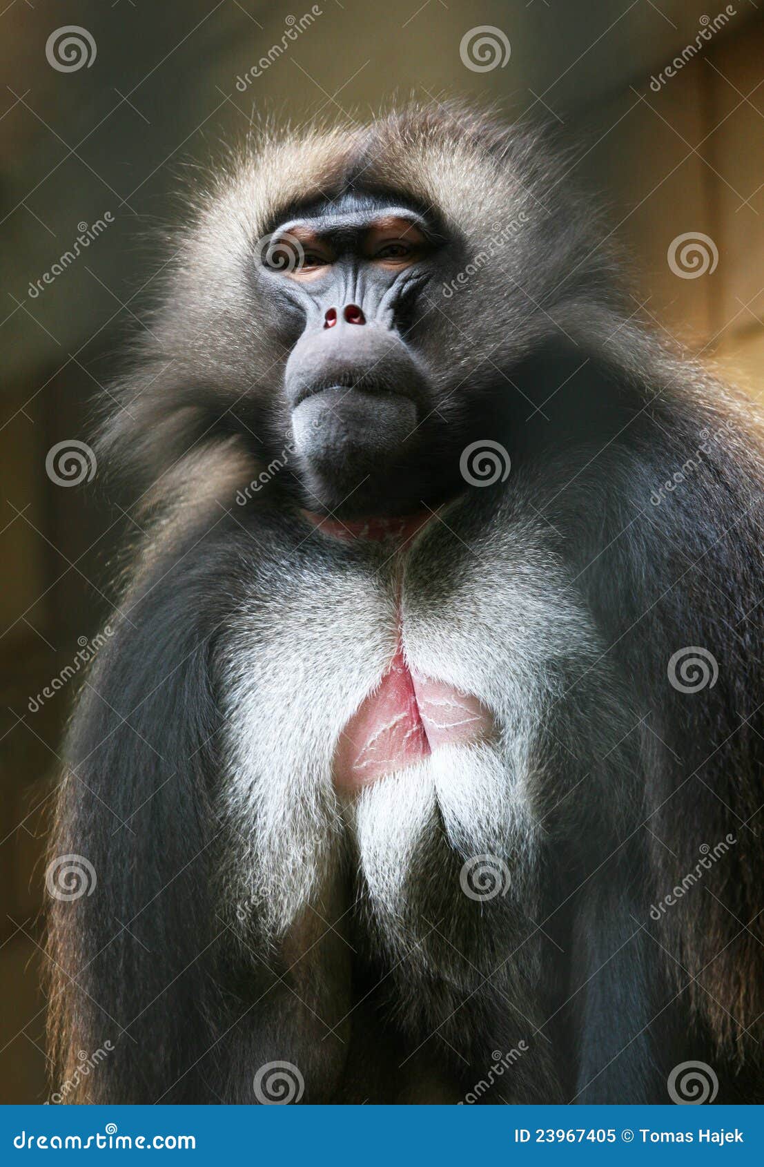 Portrait of monkey Baboon stock image. Image of mammal - 23967405