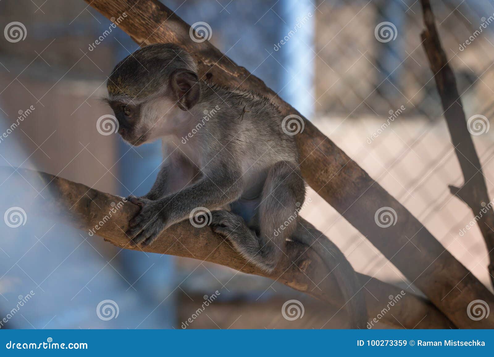 Portrait of Monkey Baboon in a Cage Stock Image - Image of inside, face ...