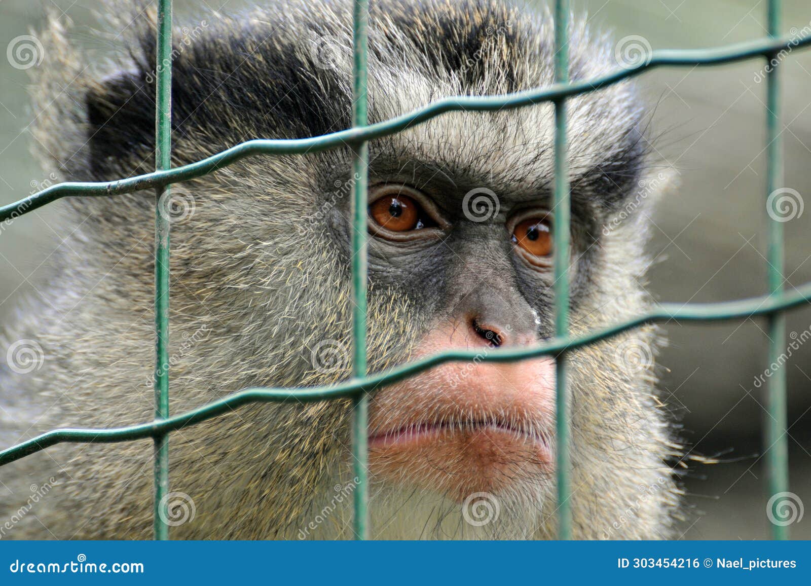 Portrait of a Monkey Behind the Bars of Its Cage Stock Photo - Image of ...