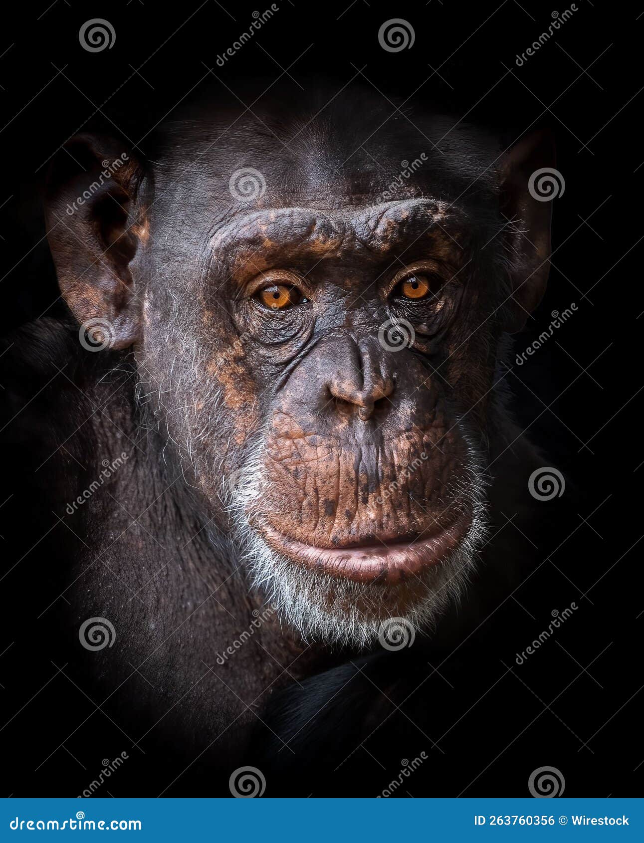 Portrait of a Monkey on a Black Background ,vertical Shot Stock Photo ...