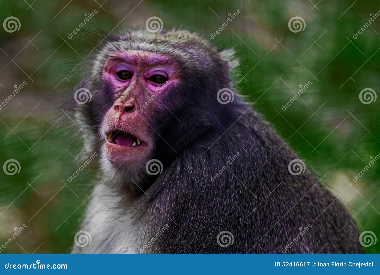 Portrait of monkey 4 stock image. Image of look, natural - 52416617