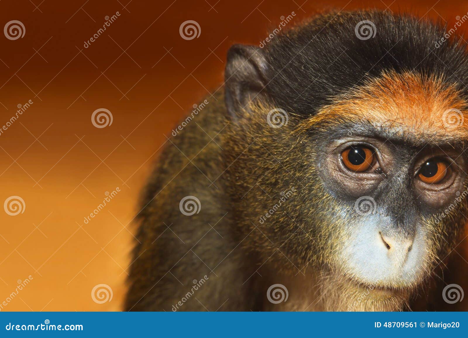 Portrait Of The Monkey Stock Image | CartoonDealer.com #85207495