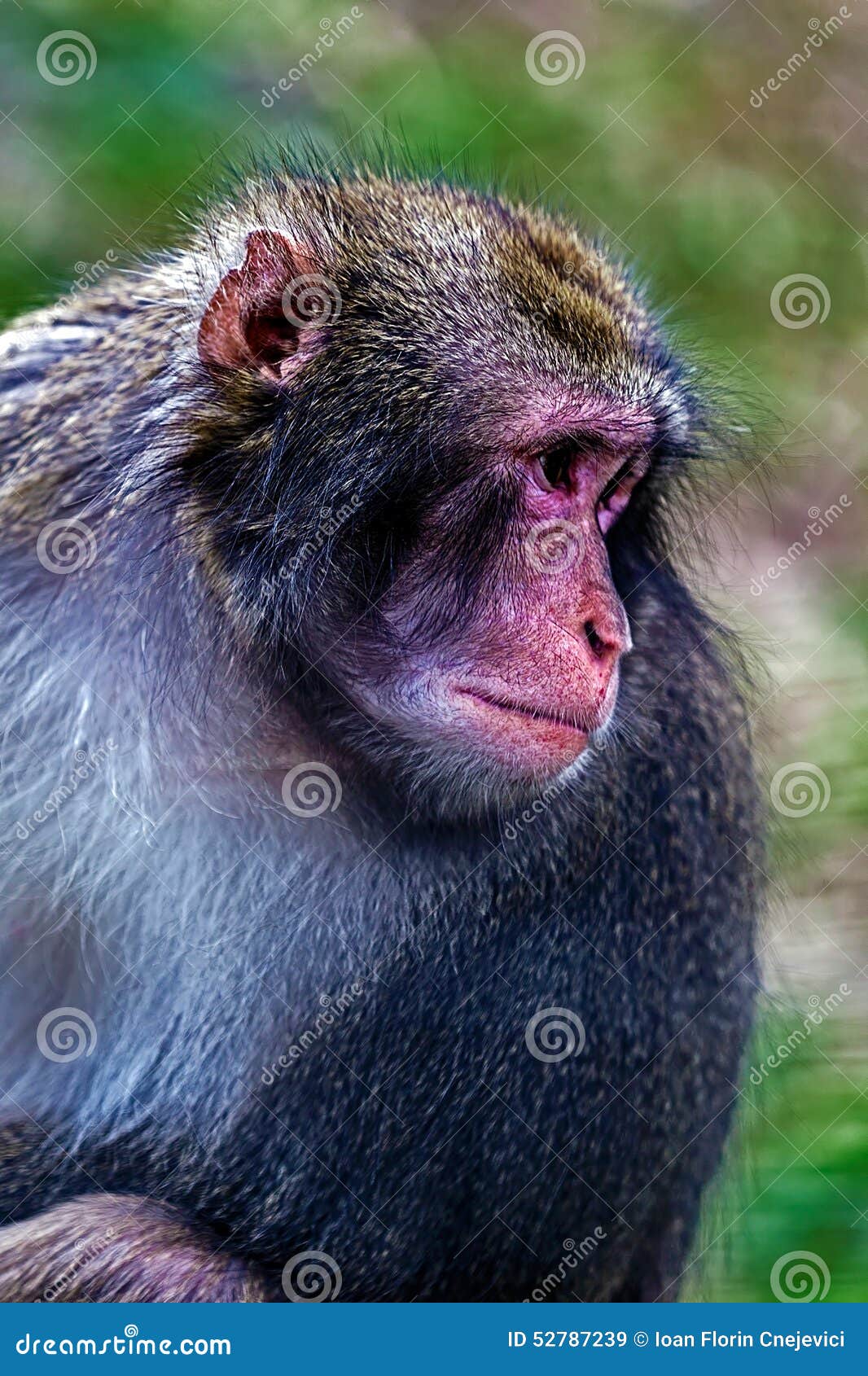 Portrait of monkey 7 stock image. Image of monkey, meditation - 52787239