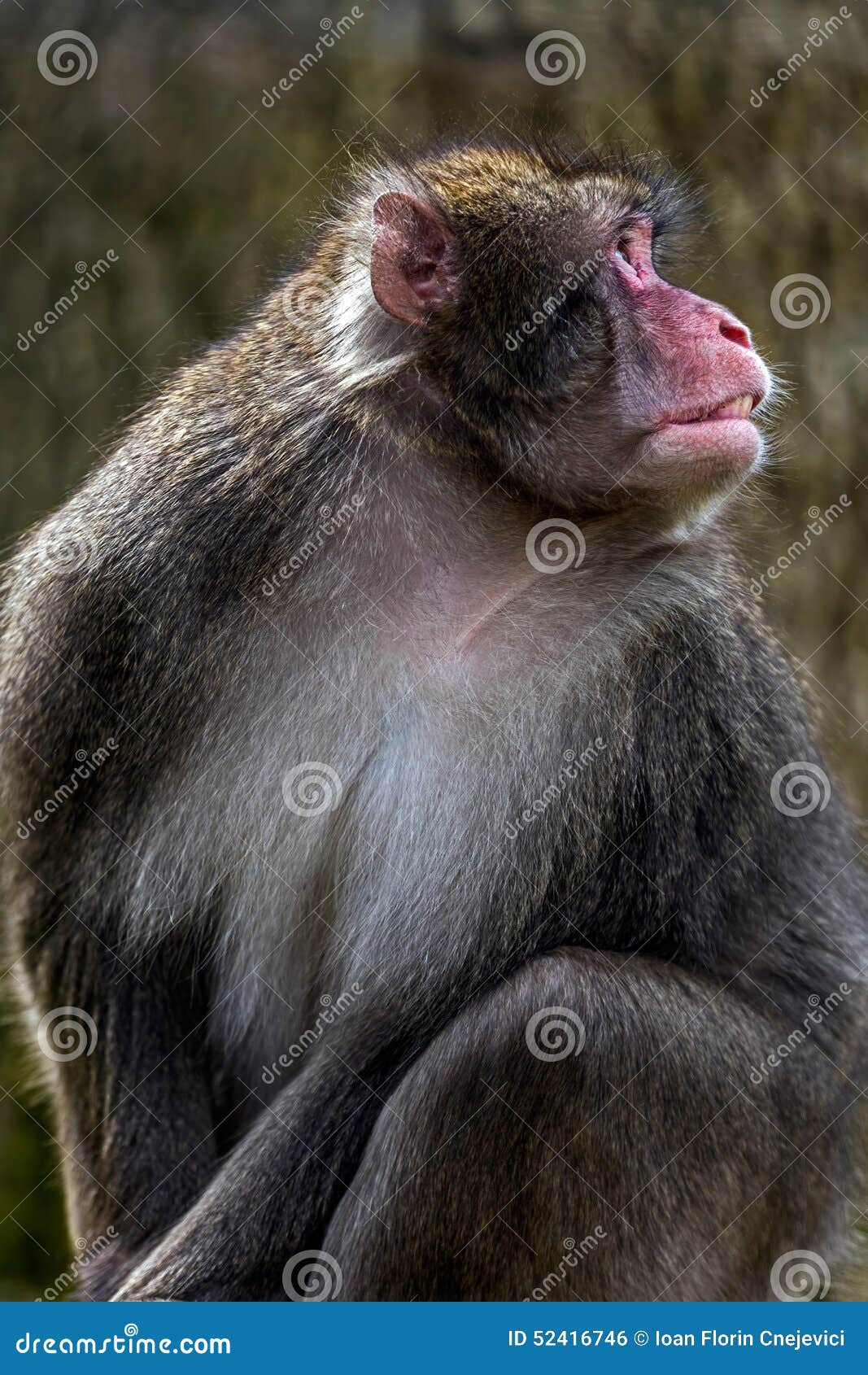 Portrait of monkey 2 stock photo. Image of nature, meditation - 52416746