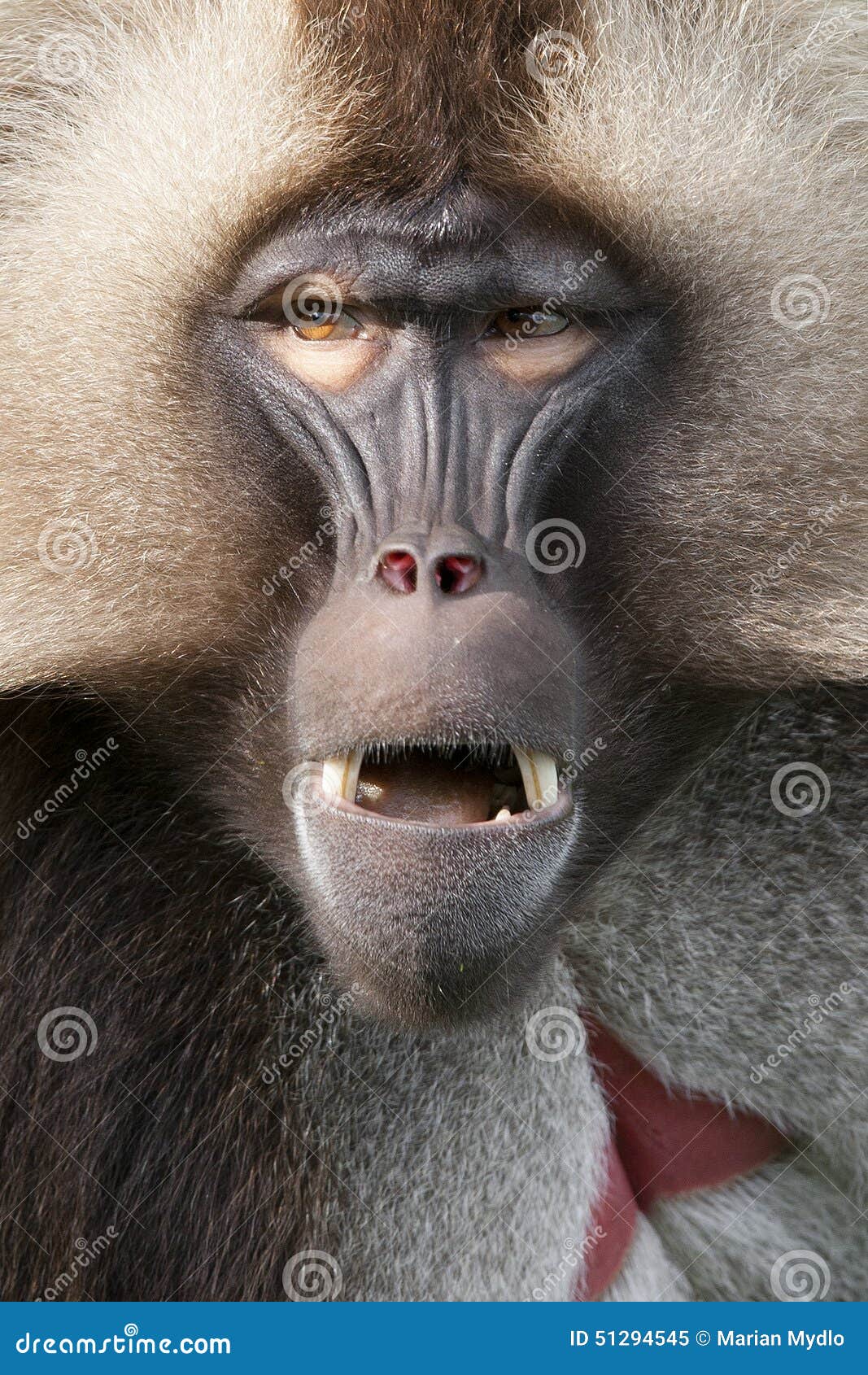 Portrait of a monkey stock image. Image of colorful, gabon - 51294545