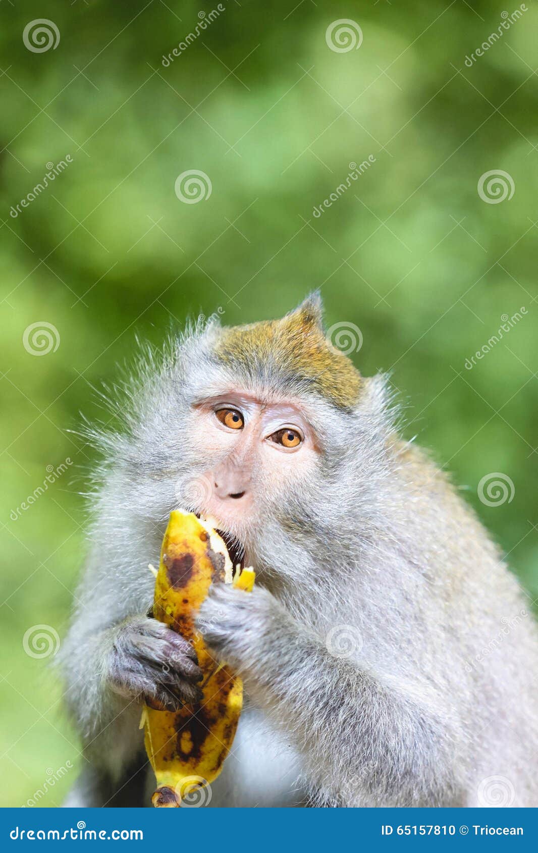 Portrait of Monkey Eating Banana Stock Photo - Image of eyes, banana ...