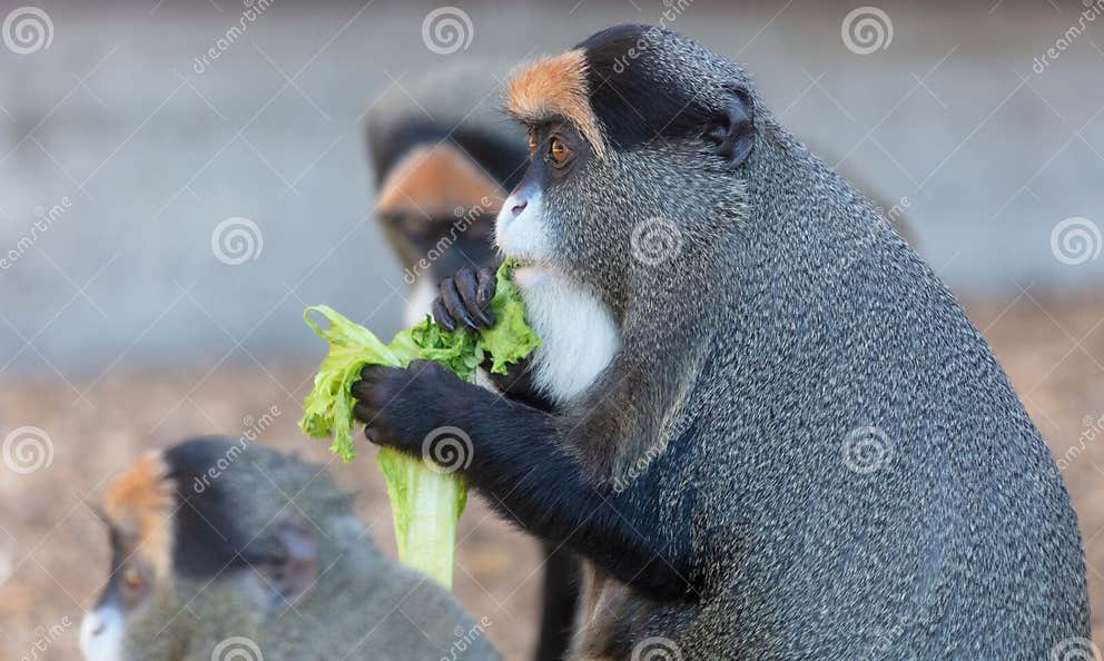Portrait of a Monkey Eating Lettuce Leaves Stock Photo - Image of black ...