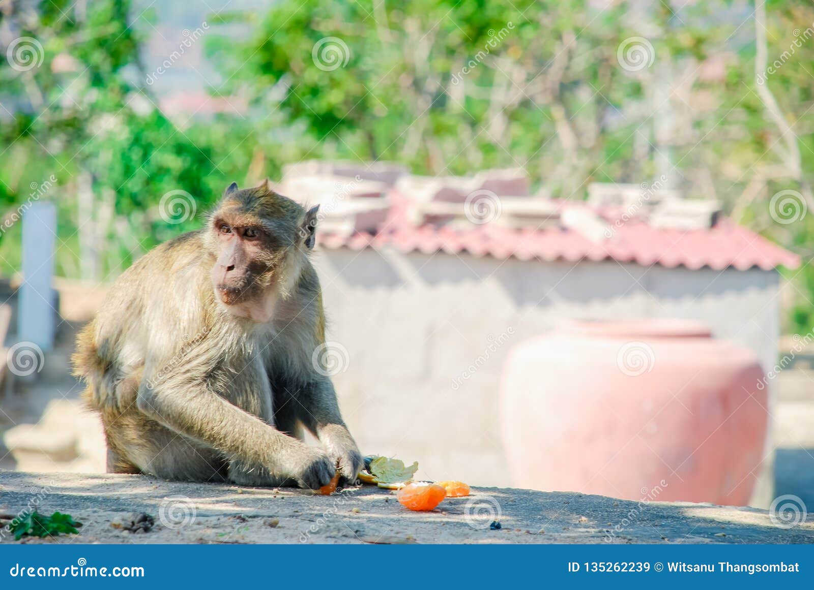 Portrait of a Monkey Eating an Orange , Thailand. Stock Image - Image ...