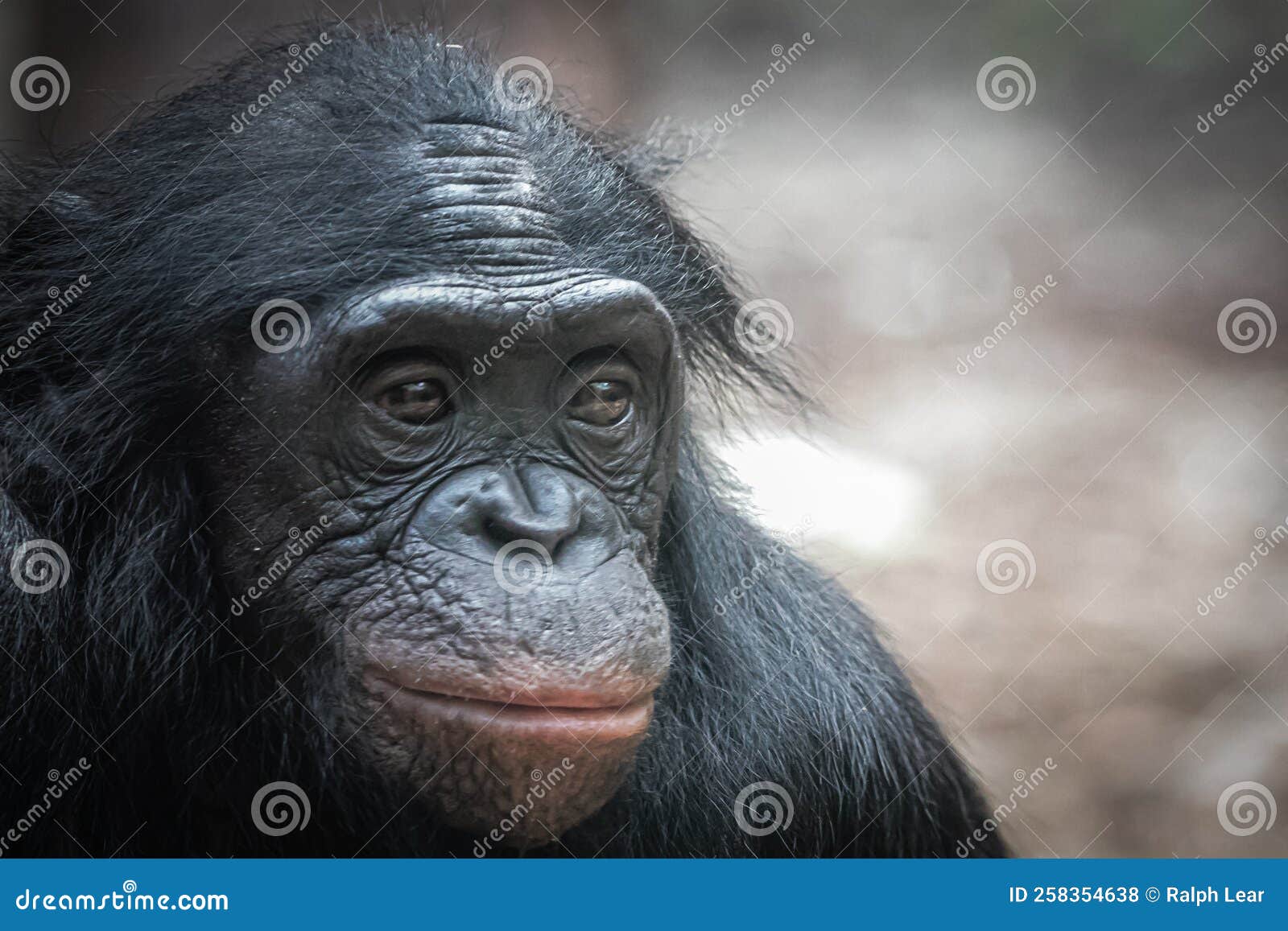 Portrait of a Monkey Eyes Open Stock Photo - Image of furry, bonobo ...