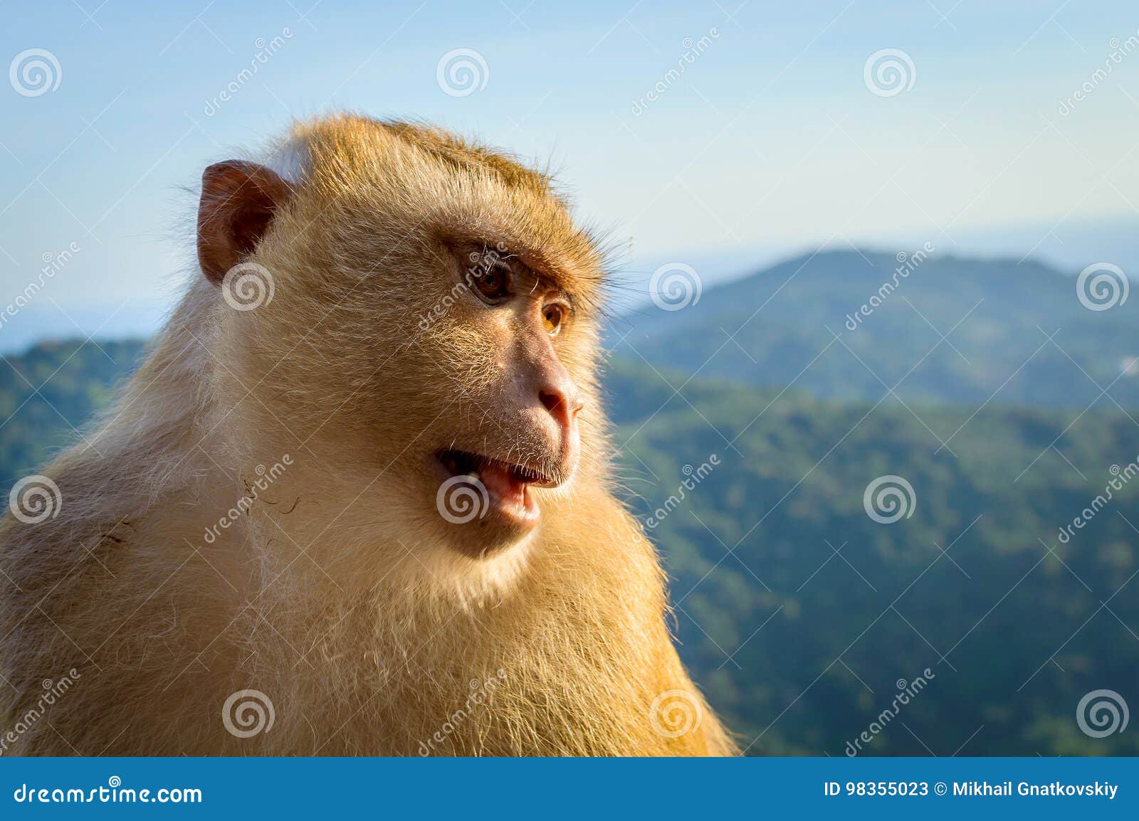 Portrait of Monkey Face by the the Blue Sky and Mountains Background ...