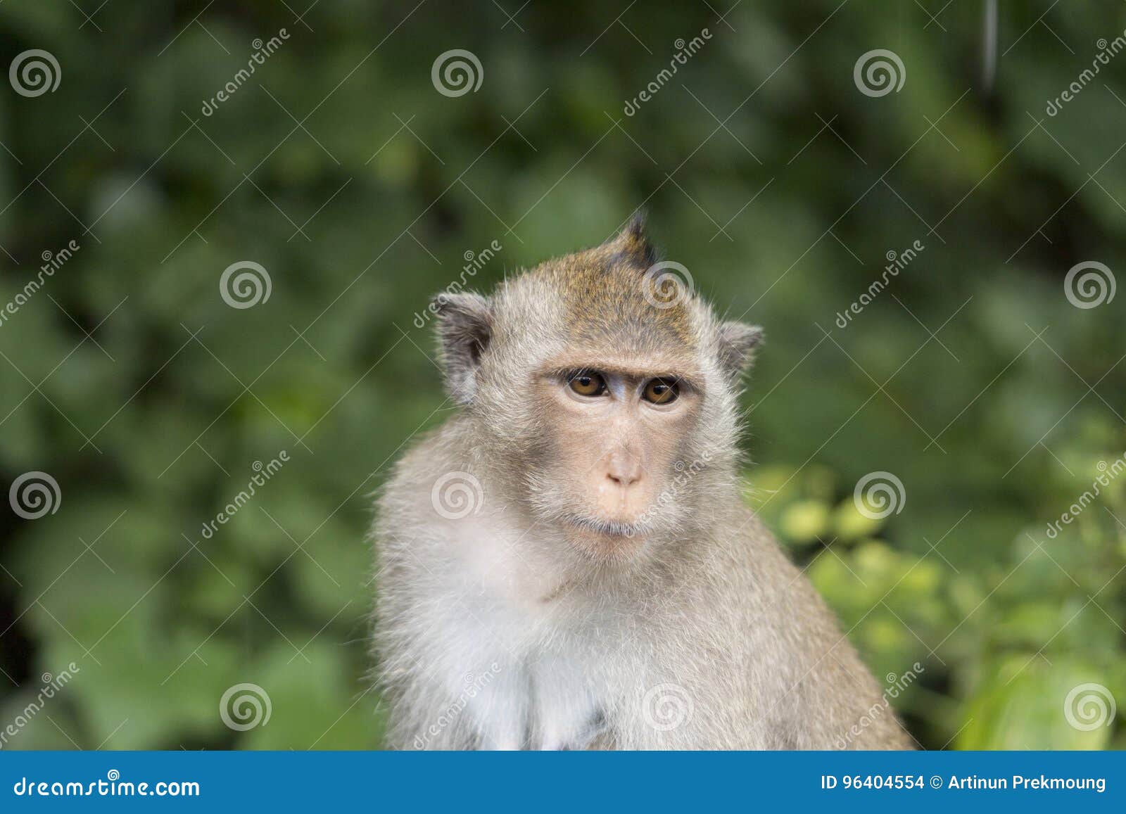 Portrait of Monkey with Face Expression Stock Photo - Image of cute ...