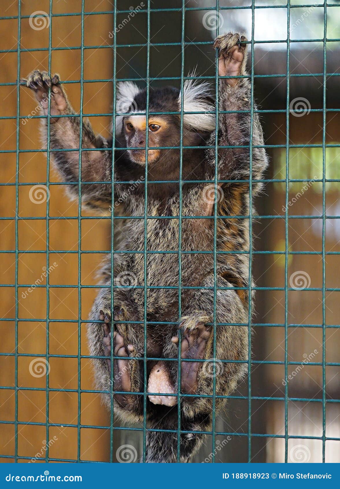 Angry Monkey in cage. stock image. Image of belonging - 188918923