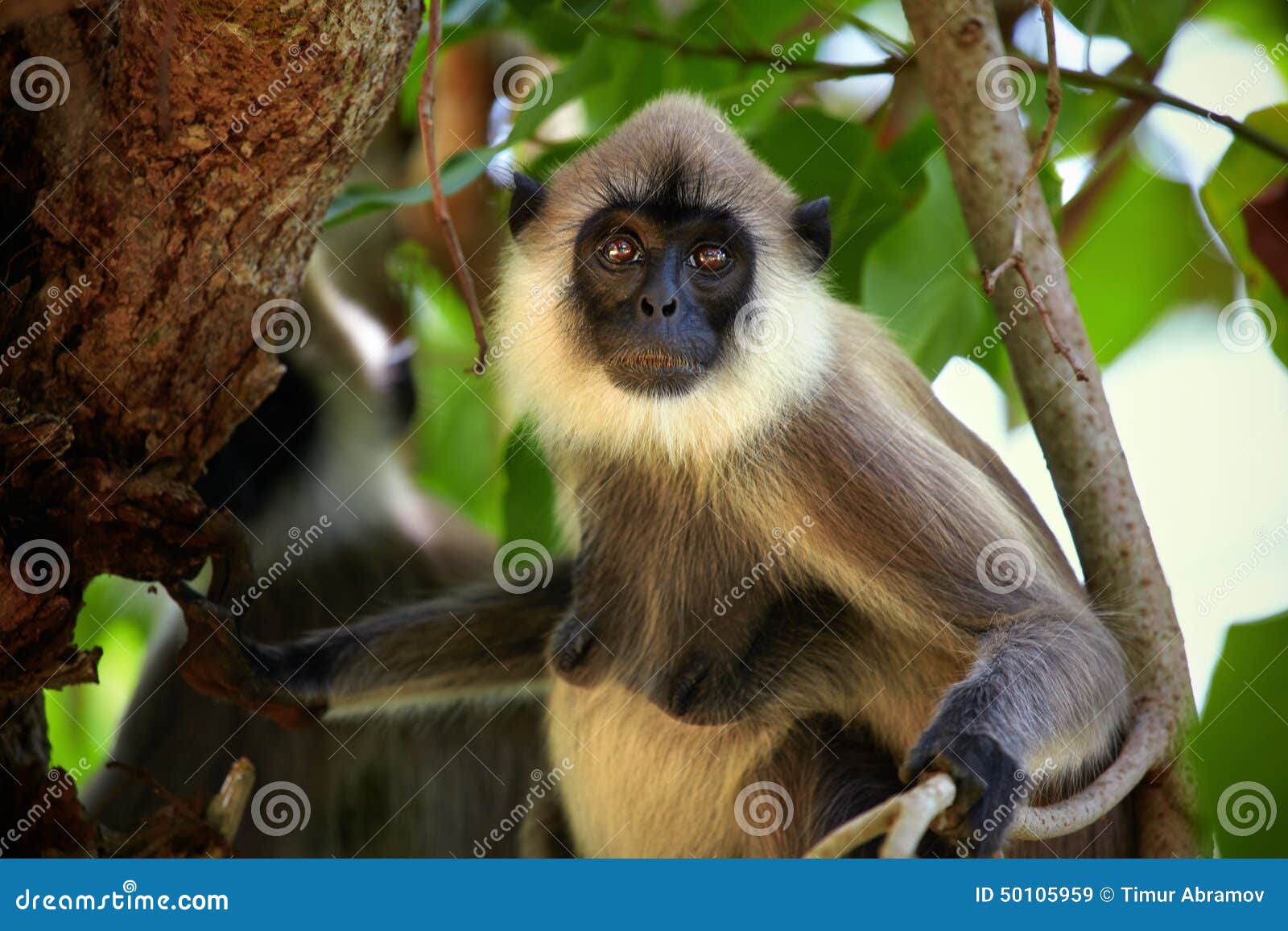 Portrait of monkey female stock image. Image of front - 50105959