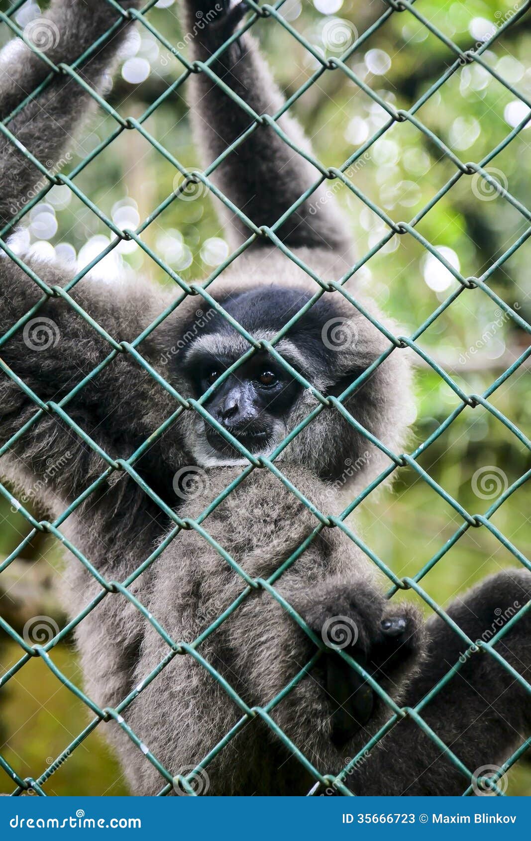 Portrait of monkey Gibbon stock image. Image of arms - 35666723