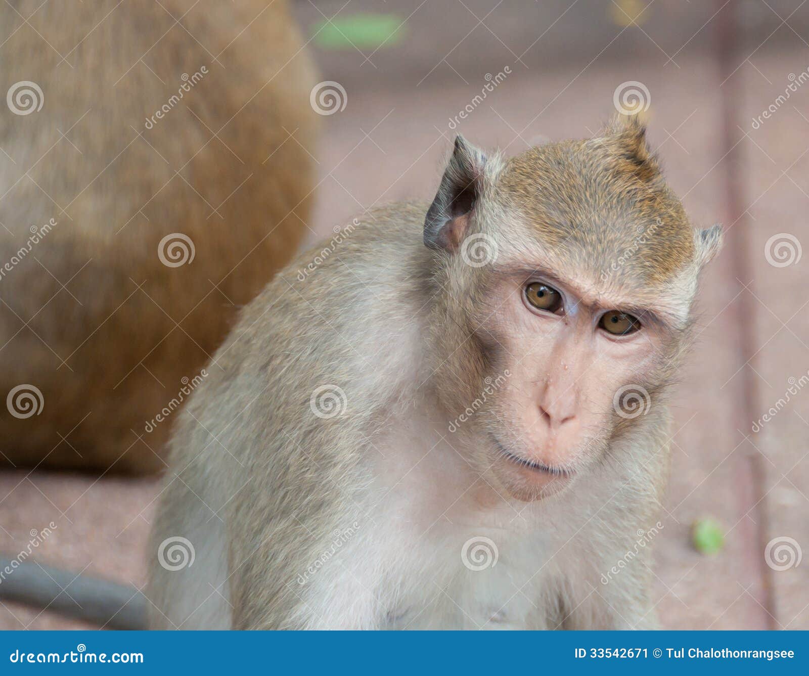 Portrait of monkey stock image. Image of white, black - 33542671